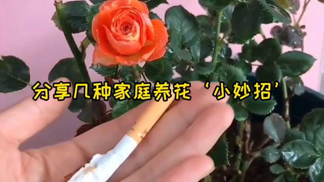 花卉长虫怎么办?教你3种自制灭虫水,轻松解决病虫害