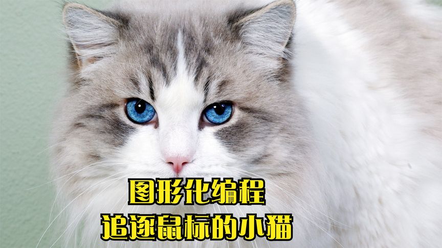 scratch创意图形化编程,一只追逐鼠标的小猫,说Excuse me