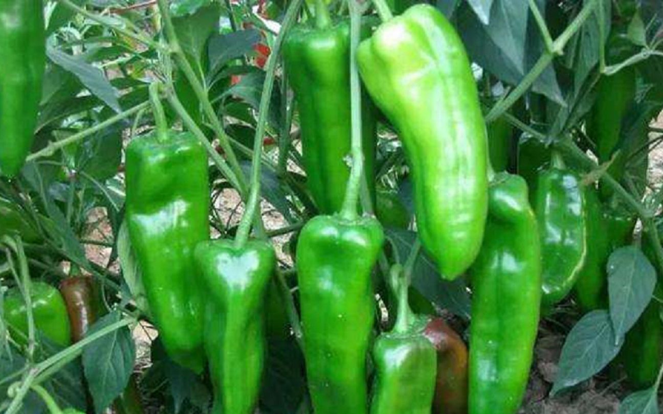 农家夜校155 辣椒种植技术(一)生长发育
