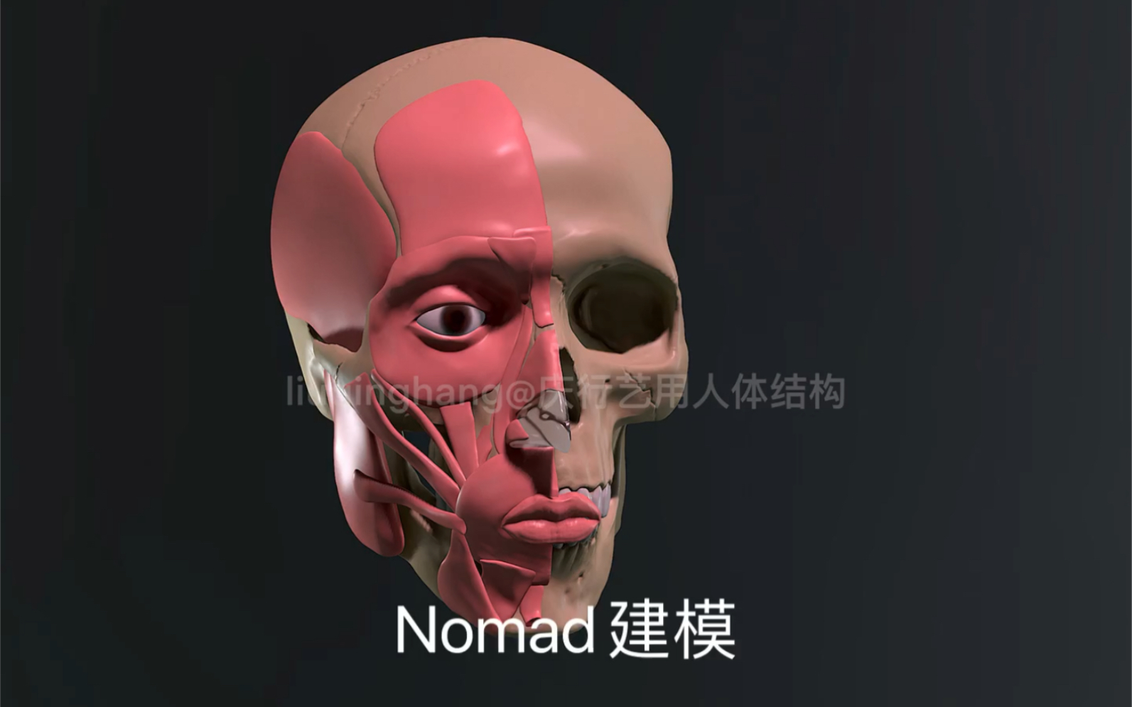 人体解剖模型 nomad建模 还没雕完先放一部分