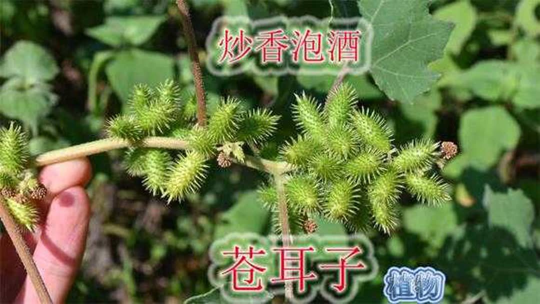"苍耳子"炒香泡酒!采收干货每斤10元左右,您了解哪方面用途?