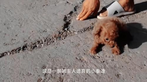 小泰迪得了一种怪病,被主人抛弃,这是什么病?