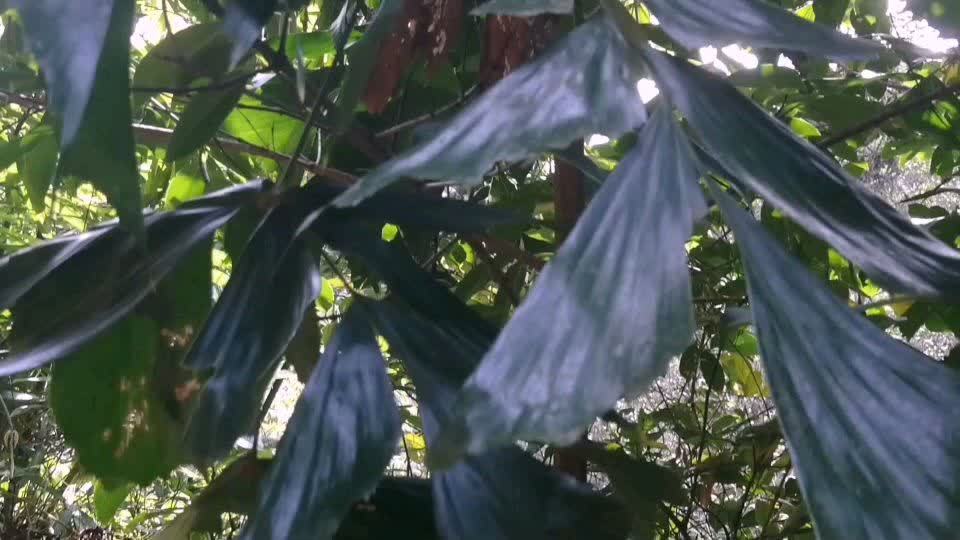 找遍整个村只有一棵野生棕树,一万块都舍不得卖,你们那里有吗