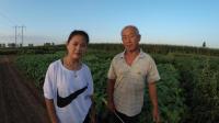 大爷教你如何种植辣椒, 1亩地收入2000块钱, 比种棉花还赚钱!