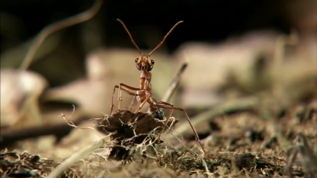 世界存在一种吸血鬼蚂蚁, 嘴巴速度远超人类几千倍, 太可怕!