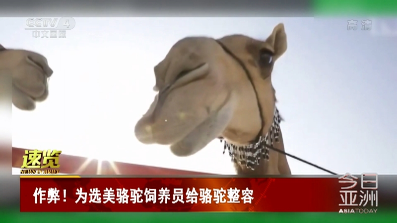 [今日亚洲]速览 作弊!为选美骆驼饲养员给骆驼整容