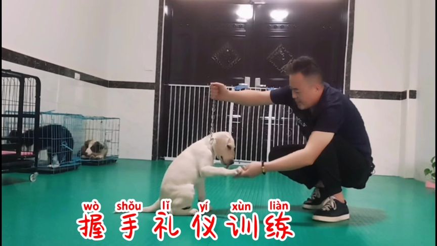 小拉布拉多犬“欢欢同学”握手礼仪训练ߙ�ߙ�ߙ�#训练狗狗