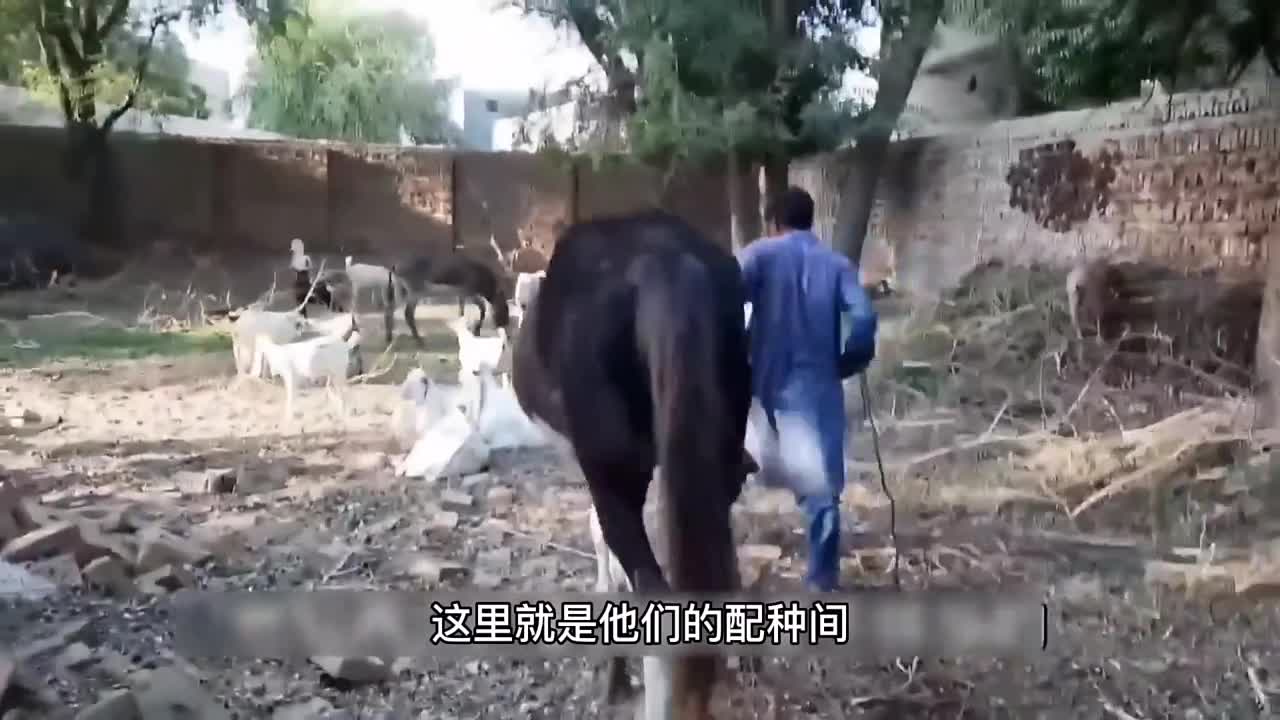 世界之大无奇不有!国外男子让毛驴和公羊配种,它们会生个啥