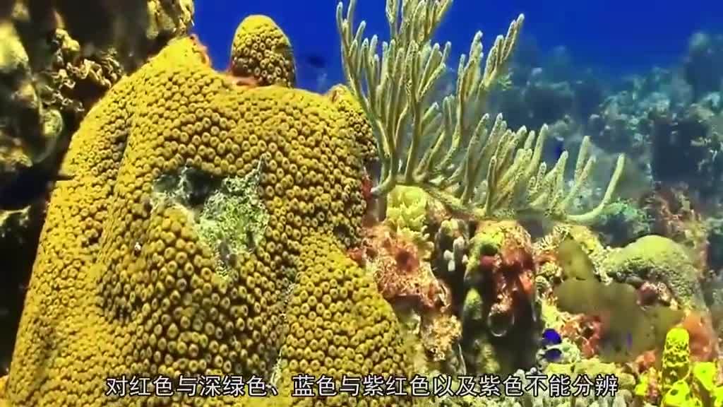 色盲原来分很多种,那他们看世界是什么颜色的?看完大开眼界