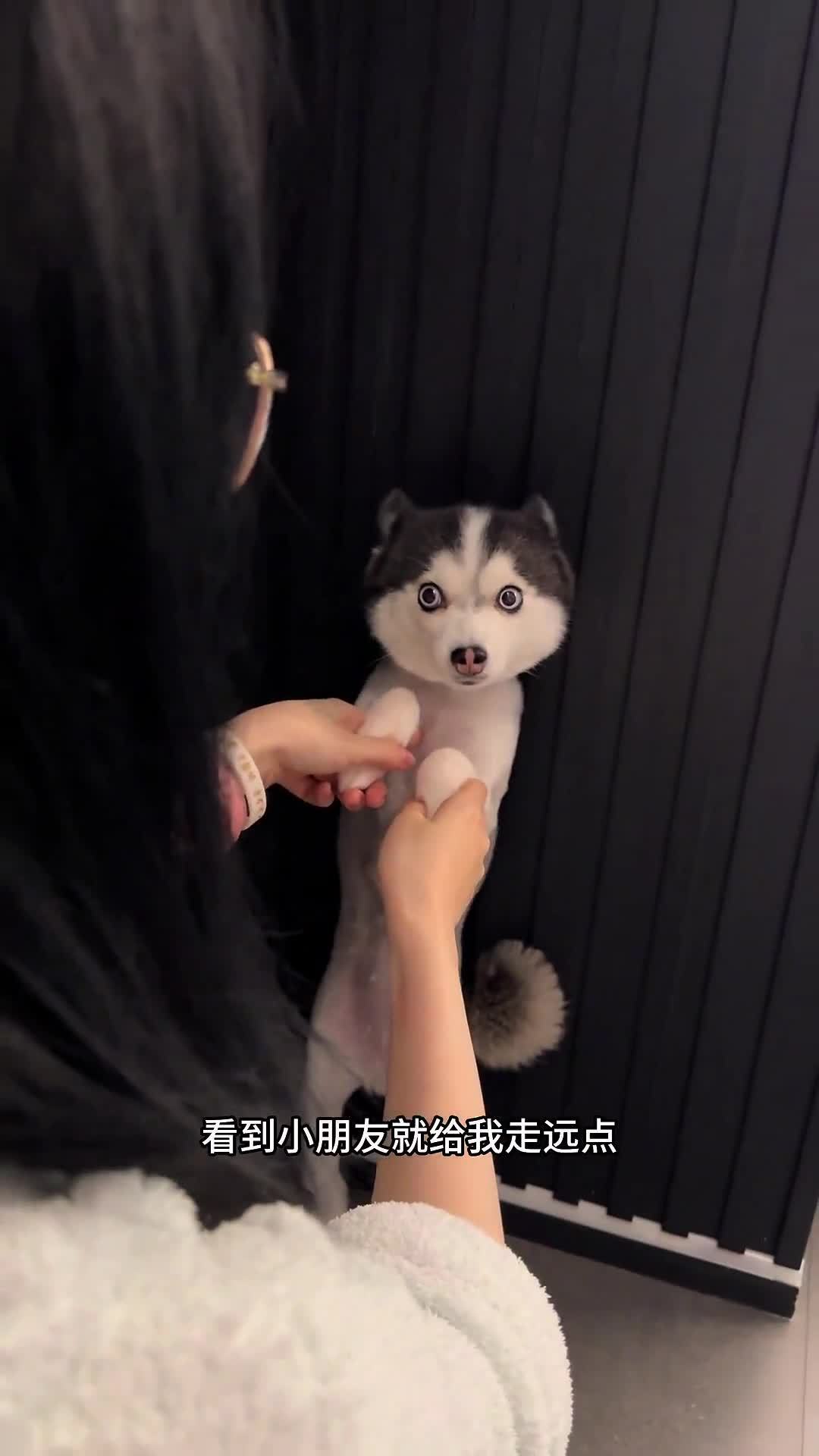 安全教育工作连日展开#萌宠出道计划