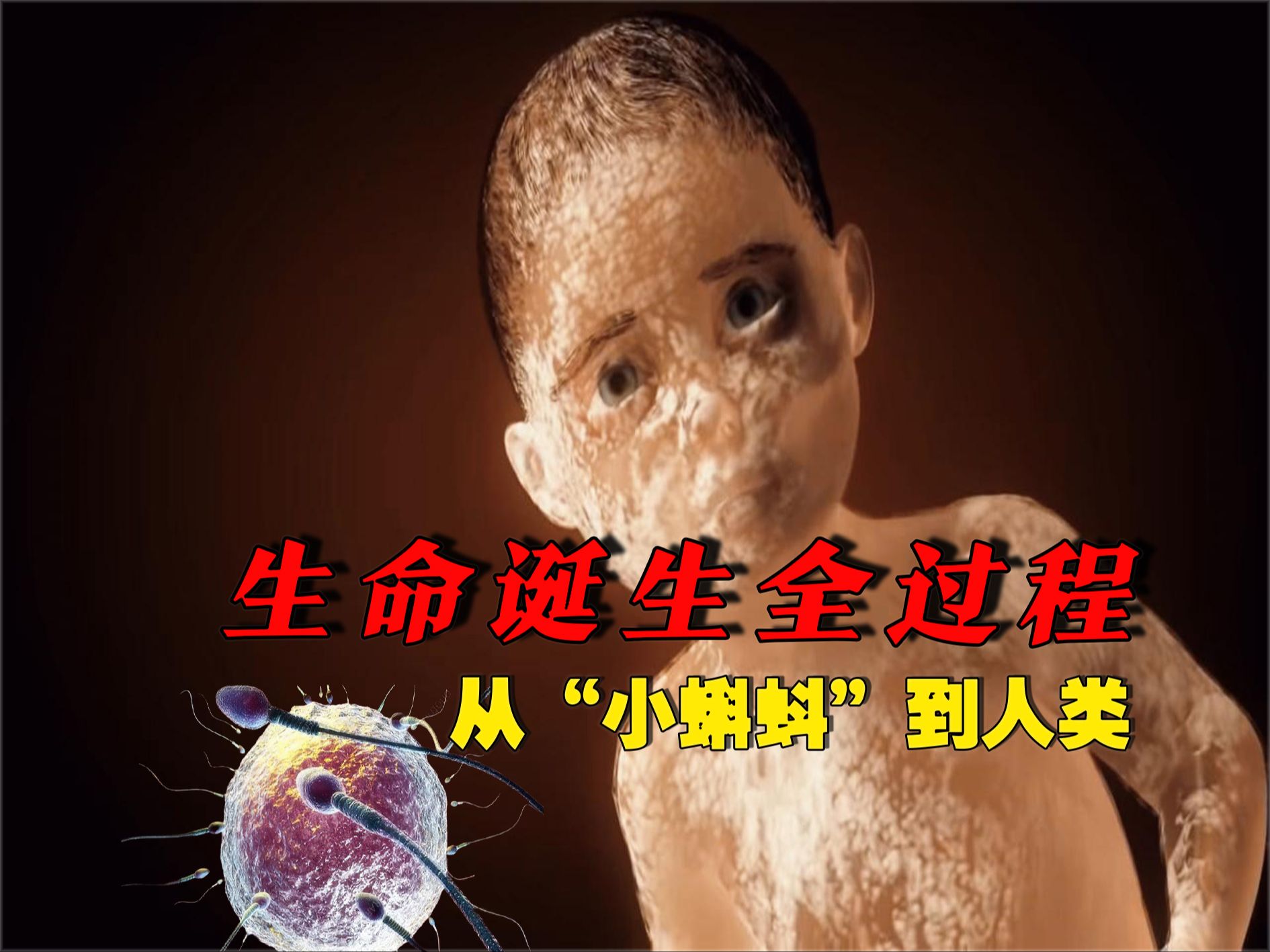 生命诞生的神奇过程:从“小蝌蚪”到完整的人类