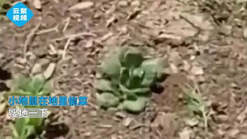 云南小地鼠在地里偷菜,嗖地一下把菜偷走,网友:动画片诚不欺我