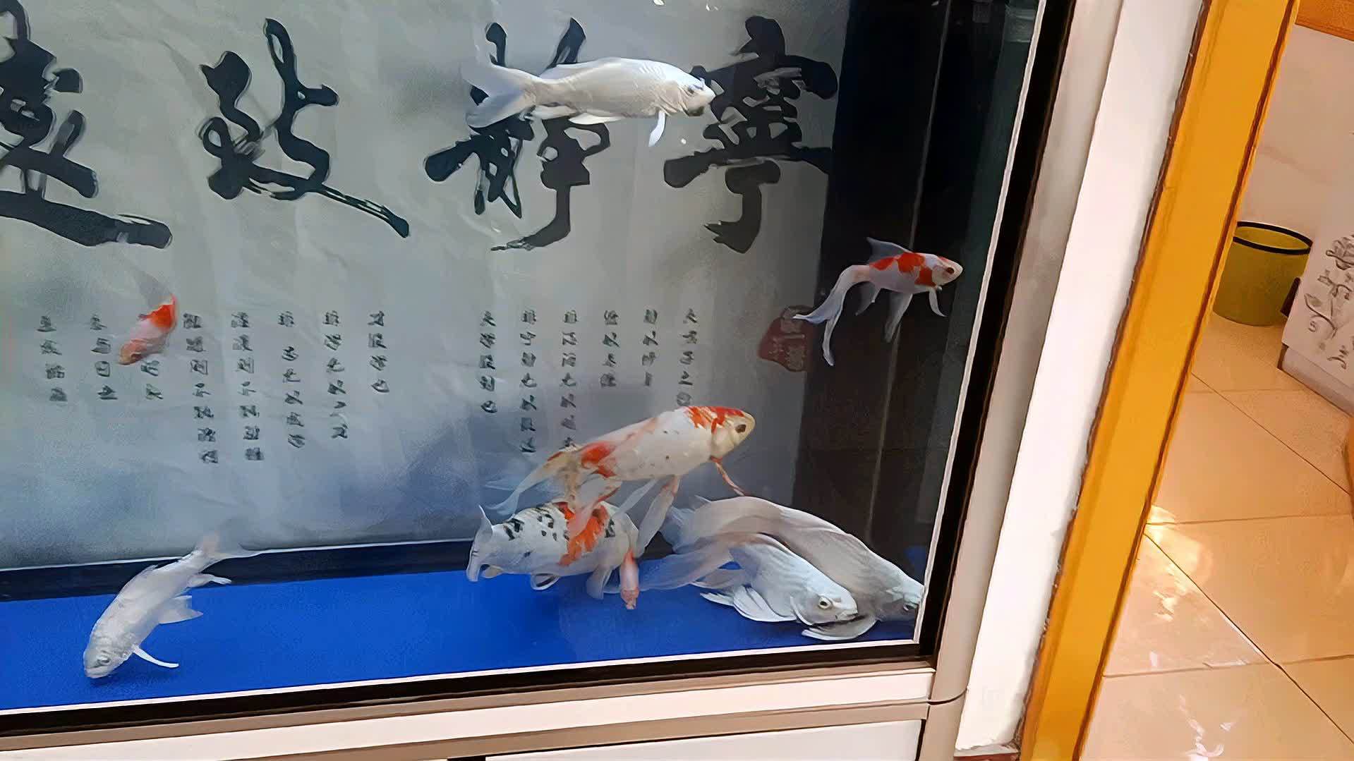 蝴蝶鲤趴缸了,放了点敌百虫和白点净,观察两天停止喂食