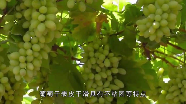 绿香妃葡萄干的营养价值,绿香妃葡萄干的功效与作用