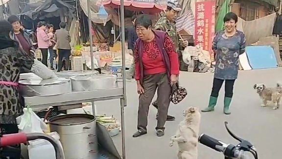 怀孕流浪狗狗沦落街头乞讨为生