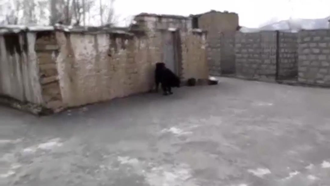 〈动物世界〉 藏獒PK比特犬 藏獒打架视频 比特犬vs藏獒 藏獒斗狗