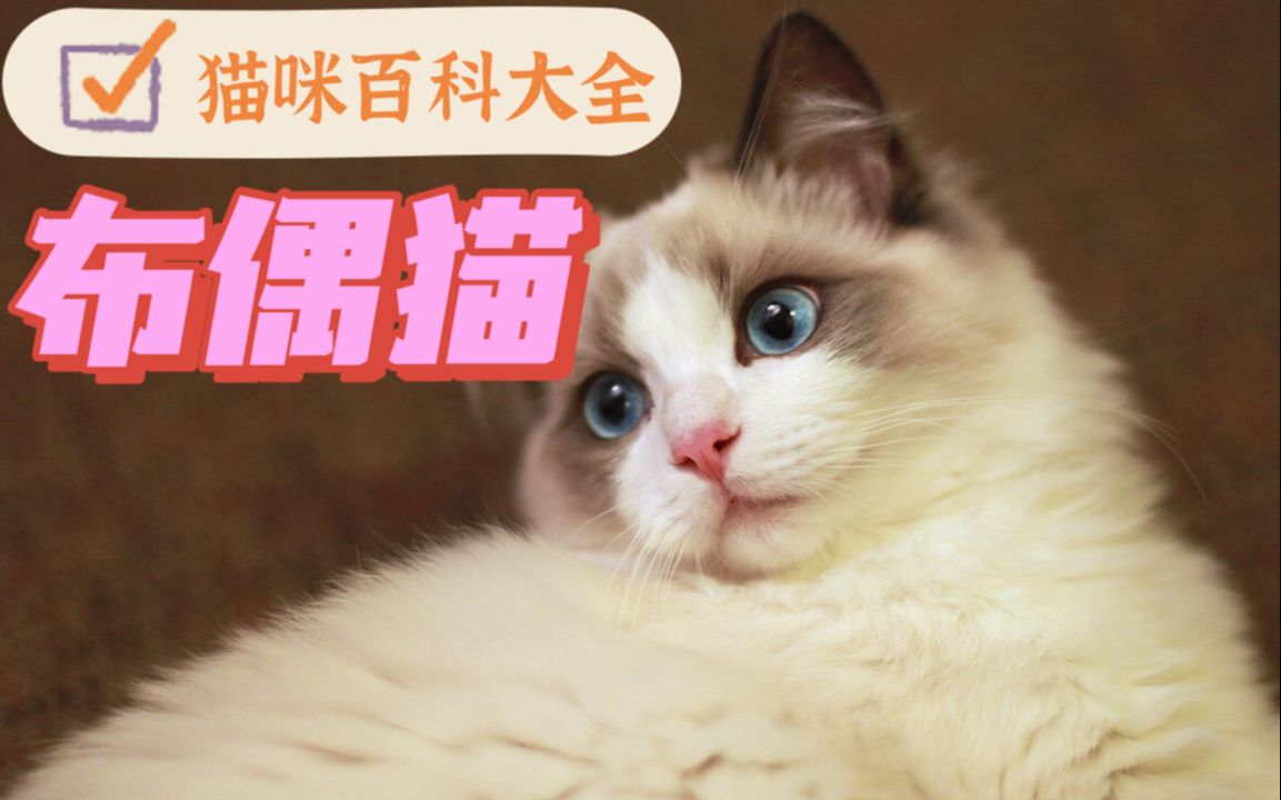 天使面孔,无敌软萌,猫咪百科大全第一期网红猫咪布偶猫来咯!