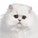波斯猫爱茄子 