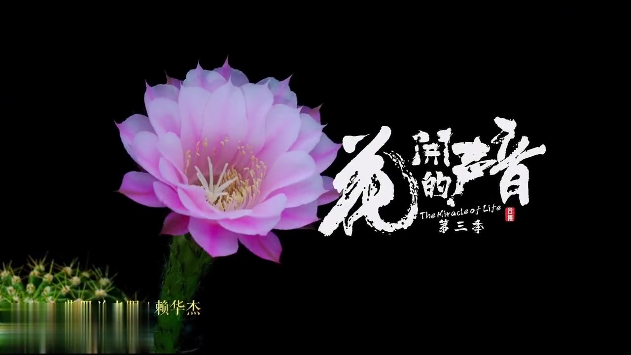 治愈!#30种花绽放瞬间太美了#
