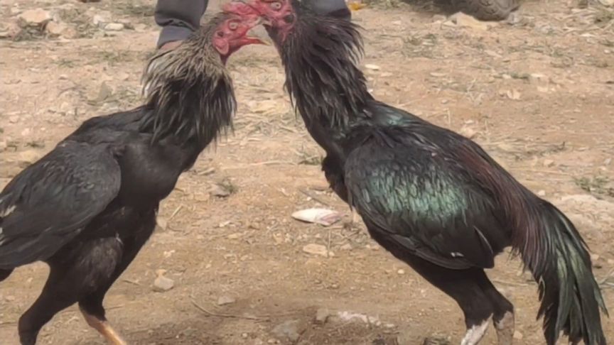 云南少数民族传统斗鸡文化,娱乐