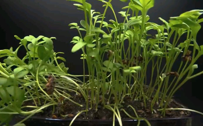 【治愈】【延时摄影】摄影师用镜头记录下了各种植物的生长过程