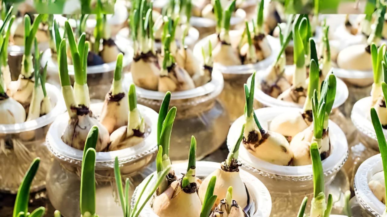 别误食!一对夫妻把水仙当蒜苗炒后同时中毒