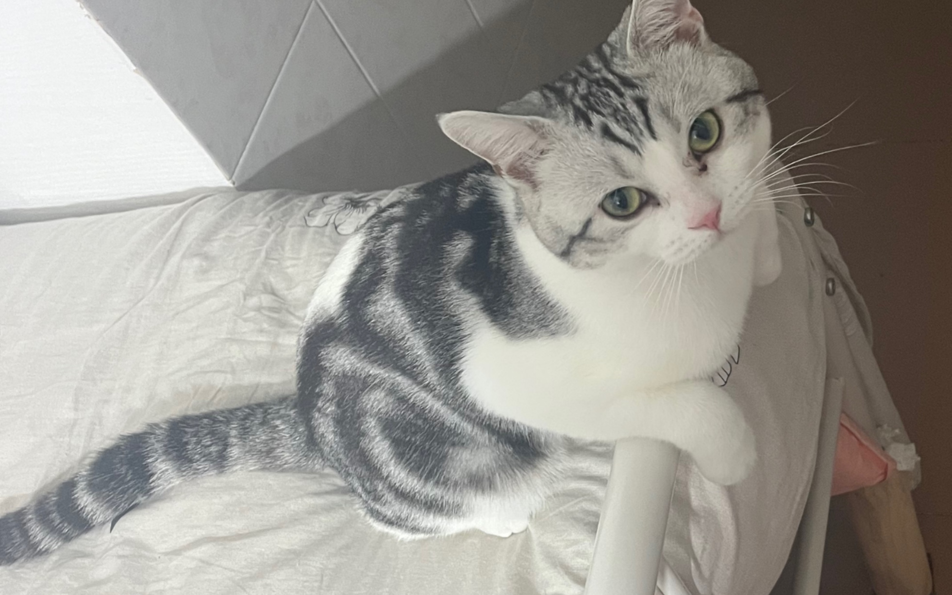 棉签=猫咪诱捕器