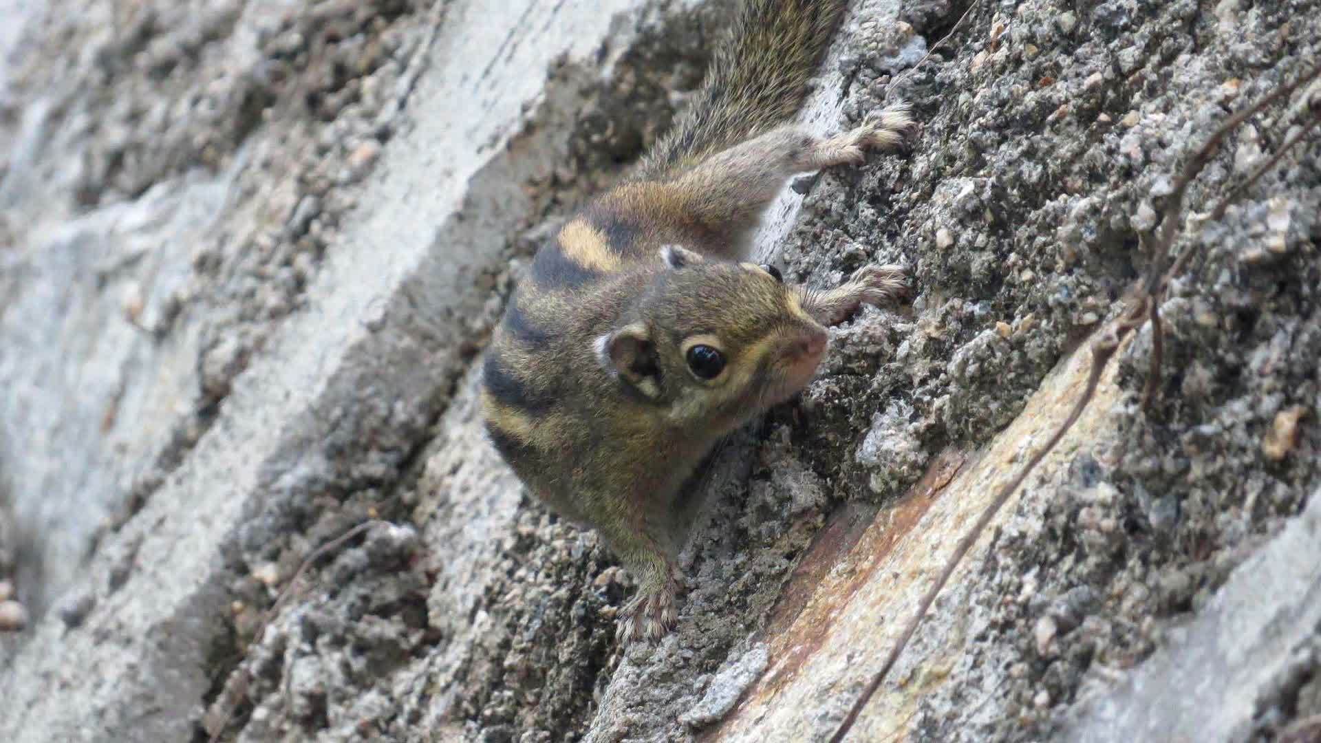 隔离期间,只能观察校园的小动物了