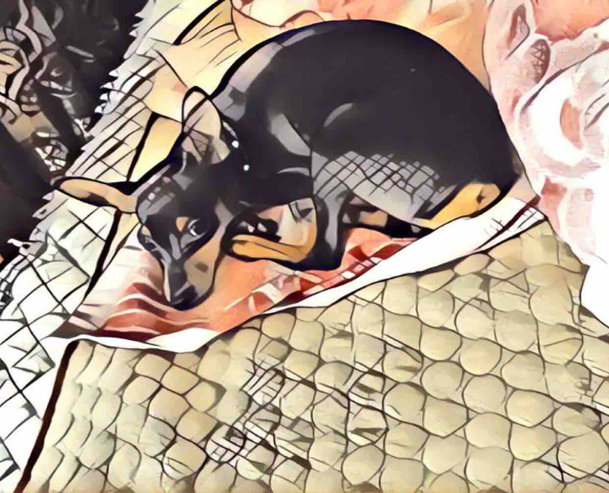 一根会飞的玉米 