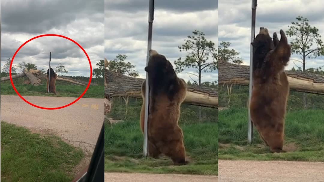 路边有人大跳钢管舞?镜头拉近一看竟是一头熊在妖娆"热舞"