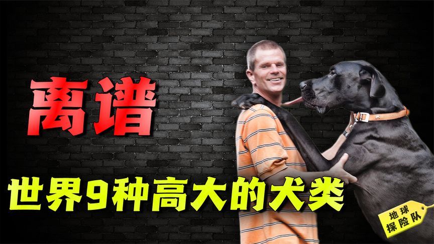 9种大型的猛犬排名,连藏獒都排不上号!你见过世界最大的狗吗?