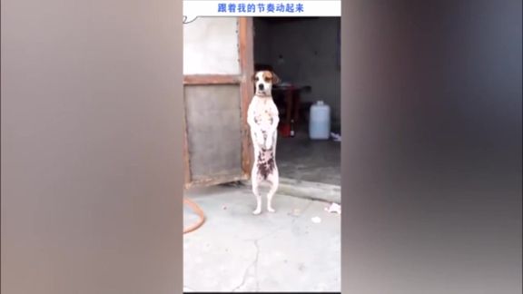 狗狗跳舞节奏感太好了!