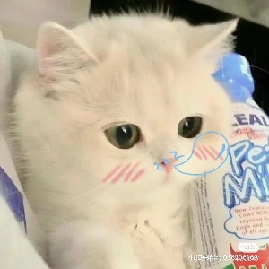 月亮是我吃掉der 