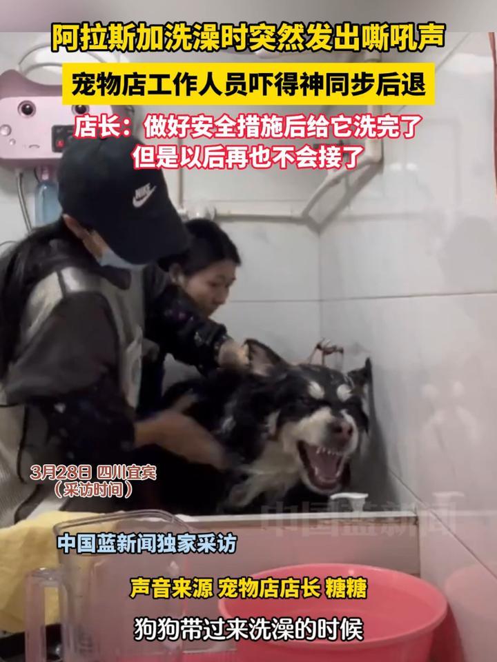 ...宠物店工作人员吓得神同步后退,店长:做好安全措施后给它洗完了,但...