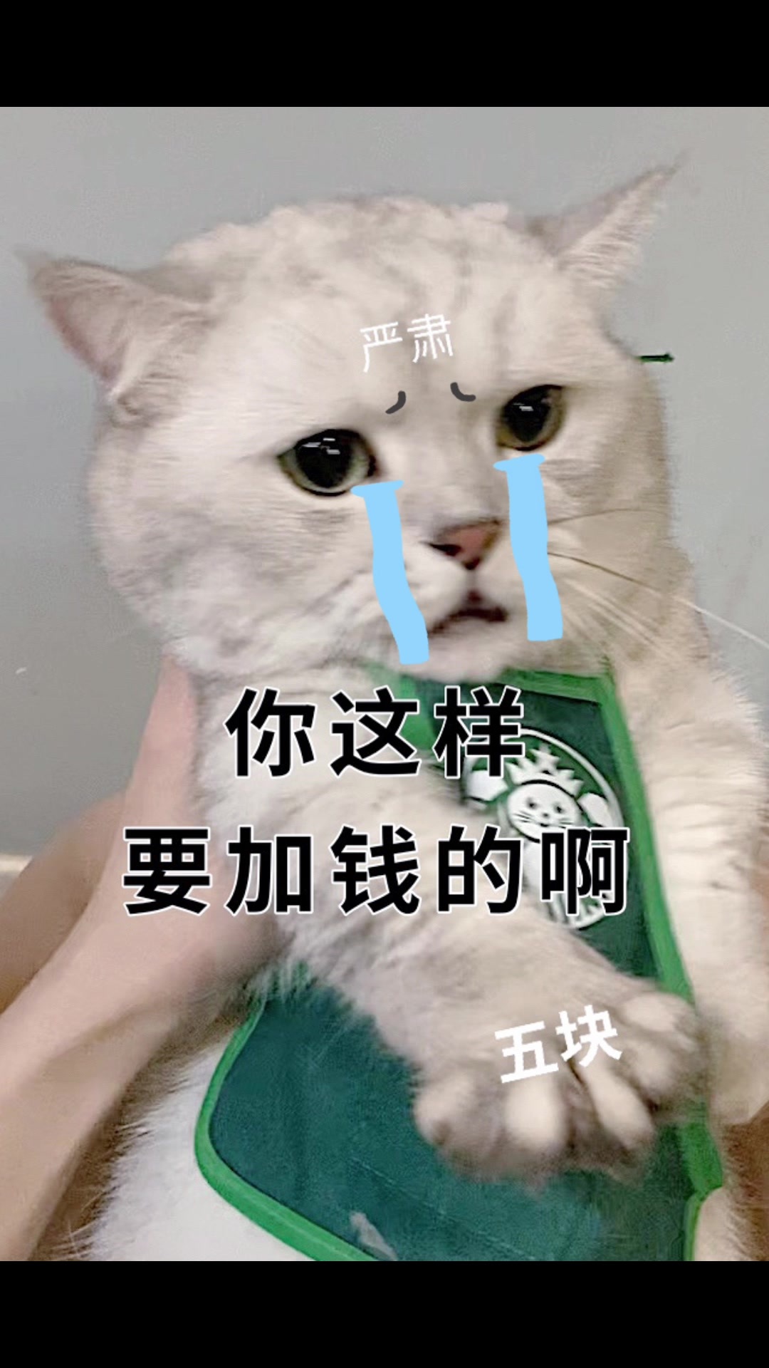 #动物图鉴 #猫咪表情包 为什么现实生活中见不到社会喵?