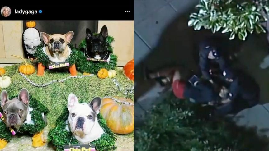 LadyGaga遛狗员遭枪击两只爱犬被抢,公开悬赏50万美元寻狗