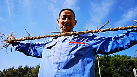 农村用稻草绳来捆稻谷才最实用和环保, 你见过这样编草绳嘛?