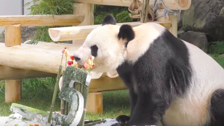 过生日、吃蛋糕、上电视,大熊猫在日本动物园过得太潇洒了!