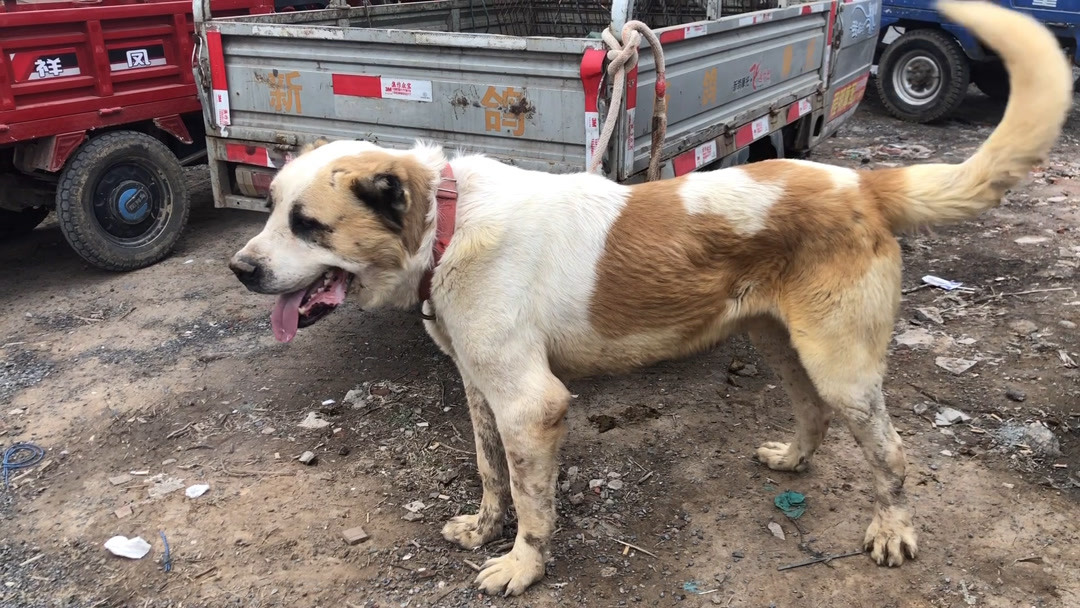 “斗狗王者”中亚的凶残一面,发狠咬死一头牛,太吓人了!