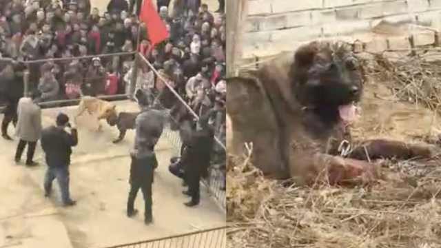 残忍!斗狗表演引围观,狗儿受伤直抖