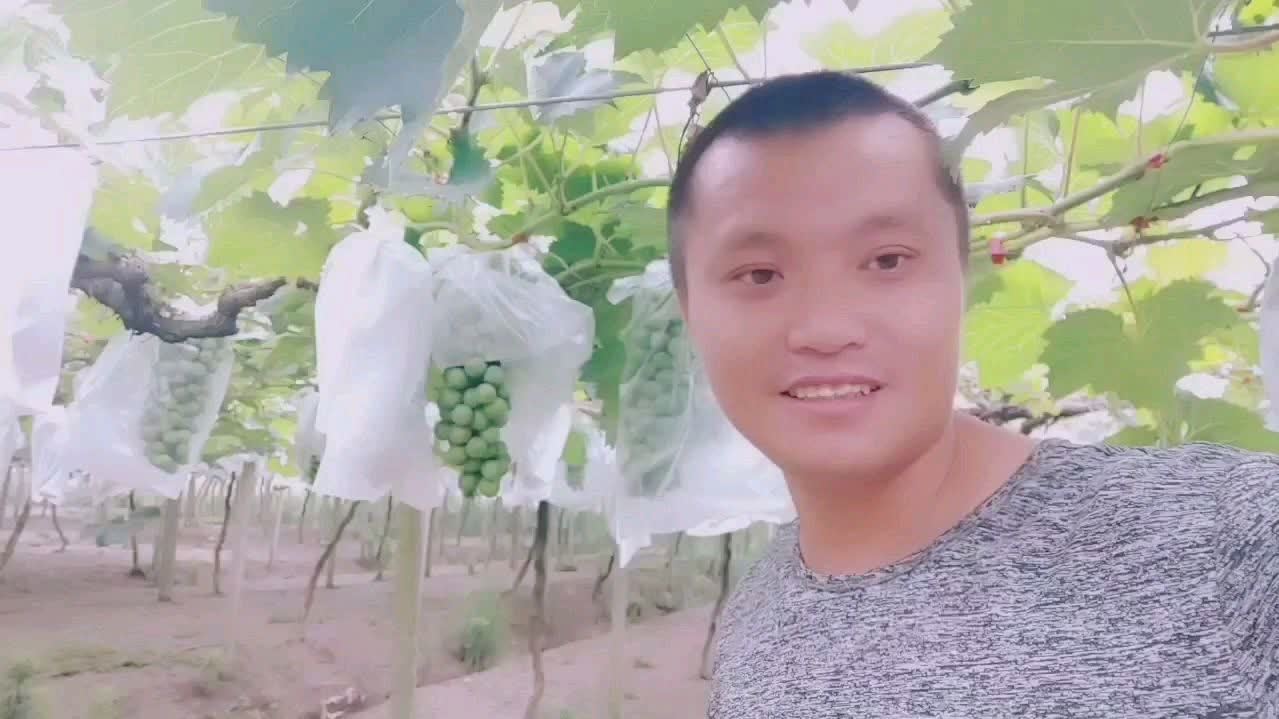 葡萄种植小伙,葡萄什么时间上钾肥合适呢?用这方法上减肥快又好