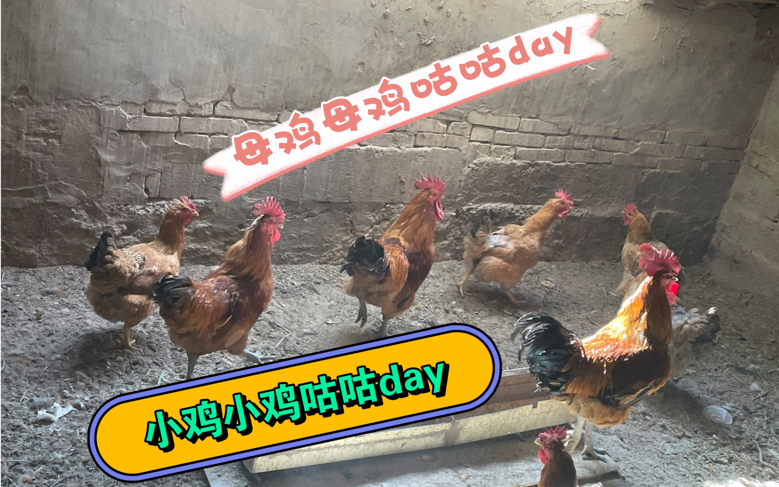 小鸡小鸡咕咕day ～