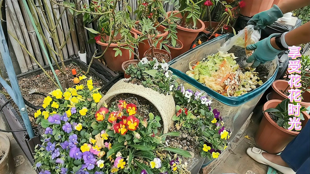 厨余垃圾不要扔,红姐这样处理变身有机肥,省下肥料钱好买花