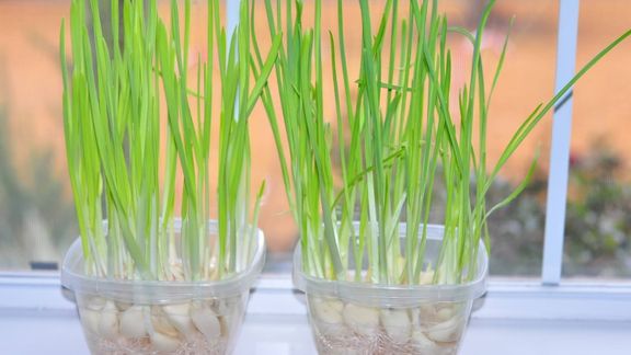 嫌蒜苗太贵不用买啦!在家用水就能种,只需一盆水,看一遍就会