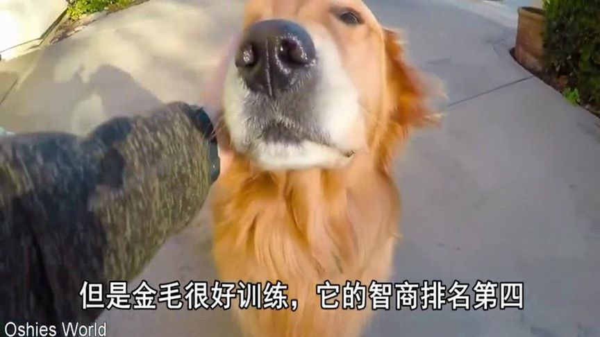 网友评出十大适合家养的宠物狗,喜欢狗狗的你们家里有吗