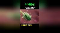 3D展示,新型冠状病毒怎么入侵人体