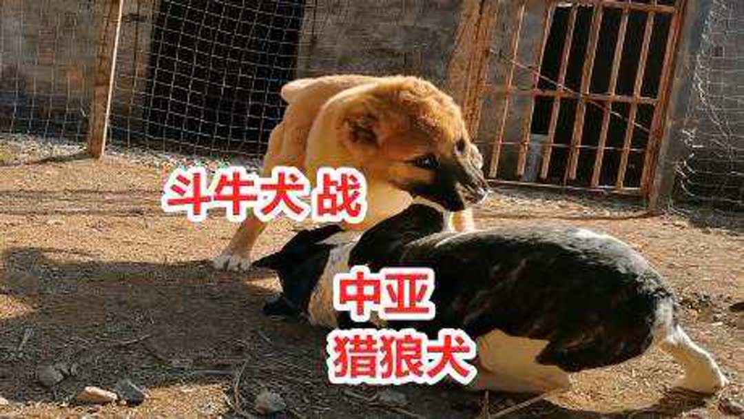 小中亚猎狼犬遭遇法国斗牛犬,斗犬脾气大发,藏獒出现后果严重