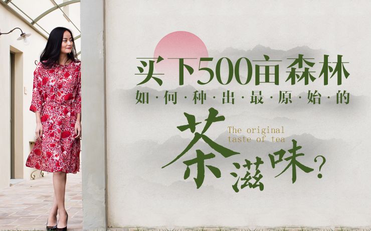 【一刻talks】买下500亩森林,如何种出最原始的茶滋味?