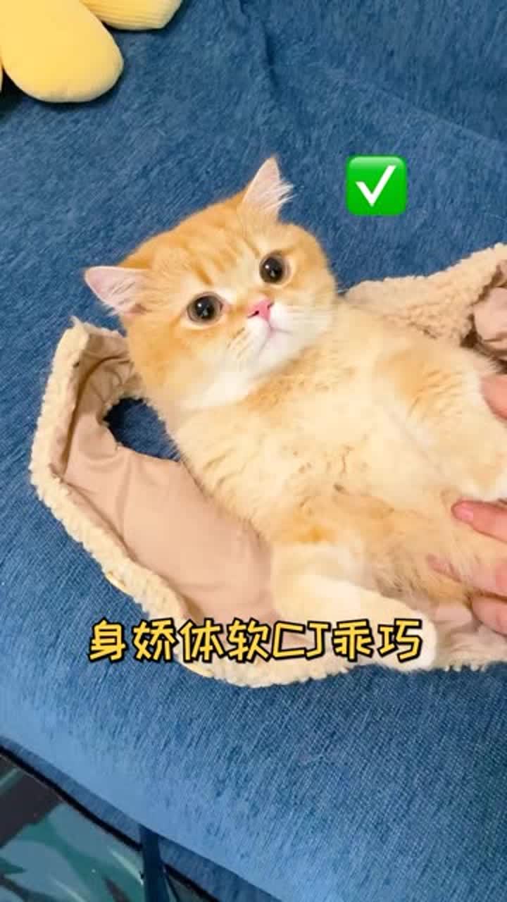 猫咪信任度测试,我家猫竟然得了这个分数?