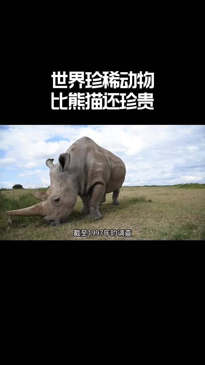 世界上最稀有的动物,珍稀程度堪比大熊猫